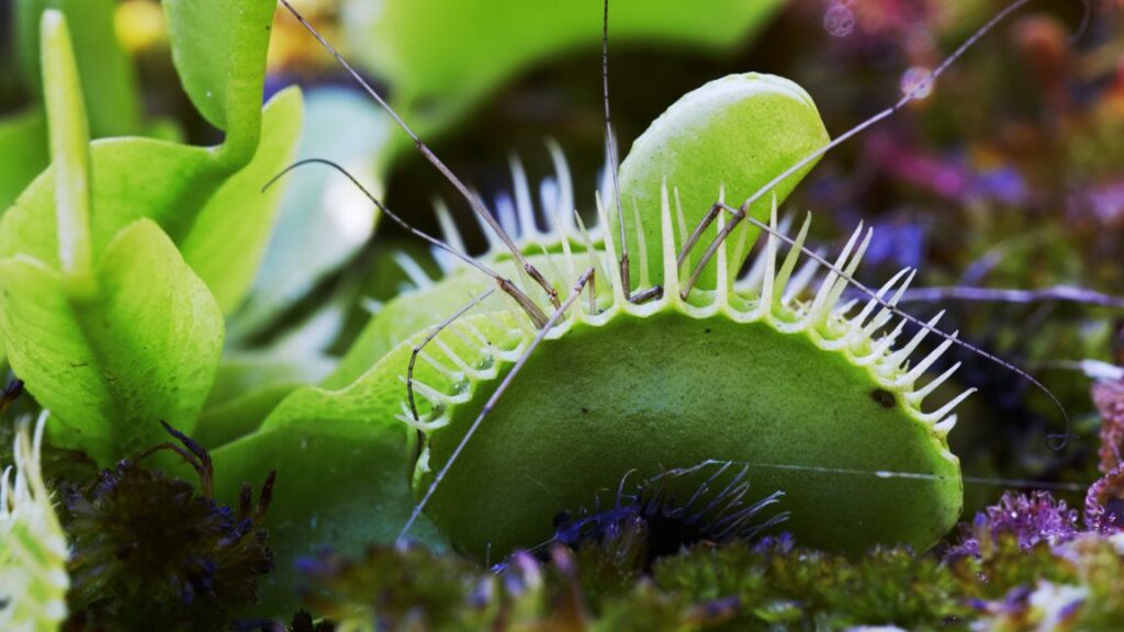 Japanese Scientists Reveal Mechanism Behind Venus Flytrap's Trap