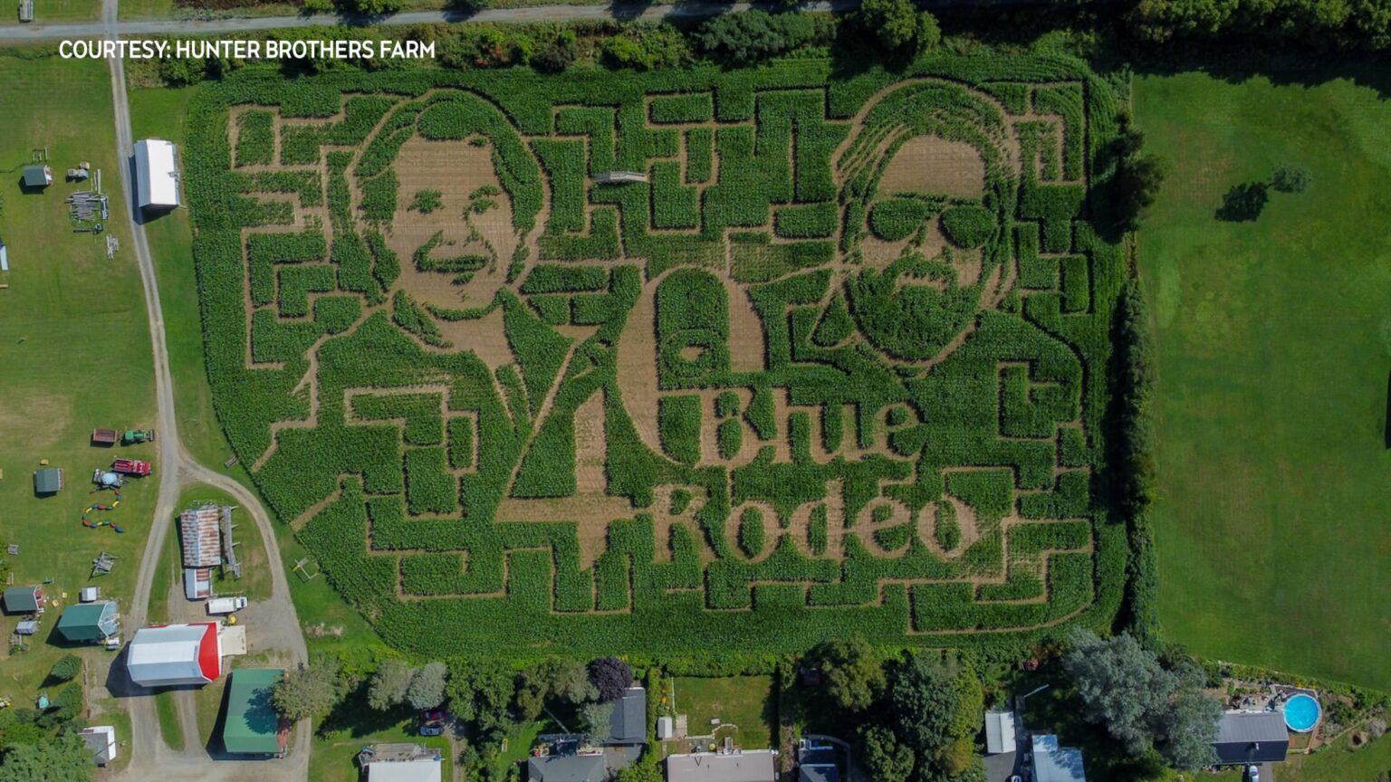 Blue Rodeo Celebrates 40th Anniversary with Massive Corn Maze