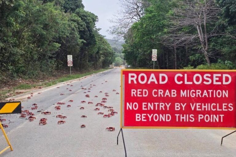 Millions of Red Crabs Migrate on Christmas Island as Locals Assist