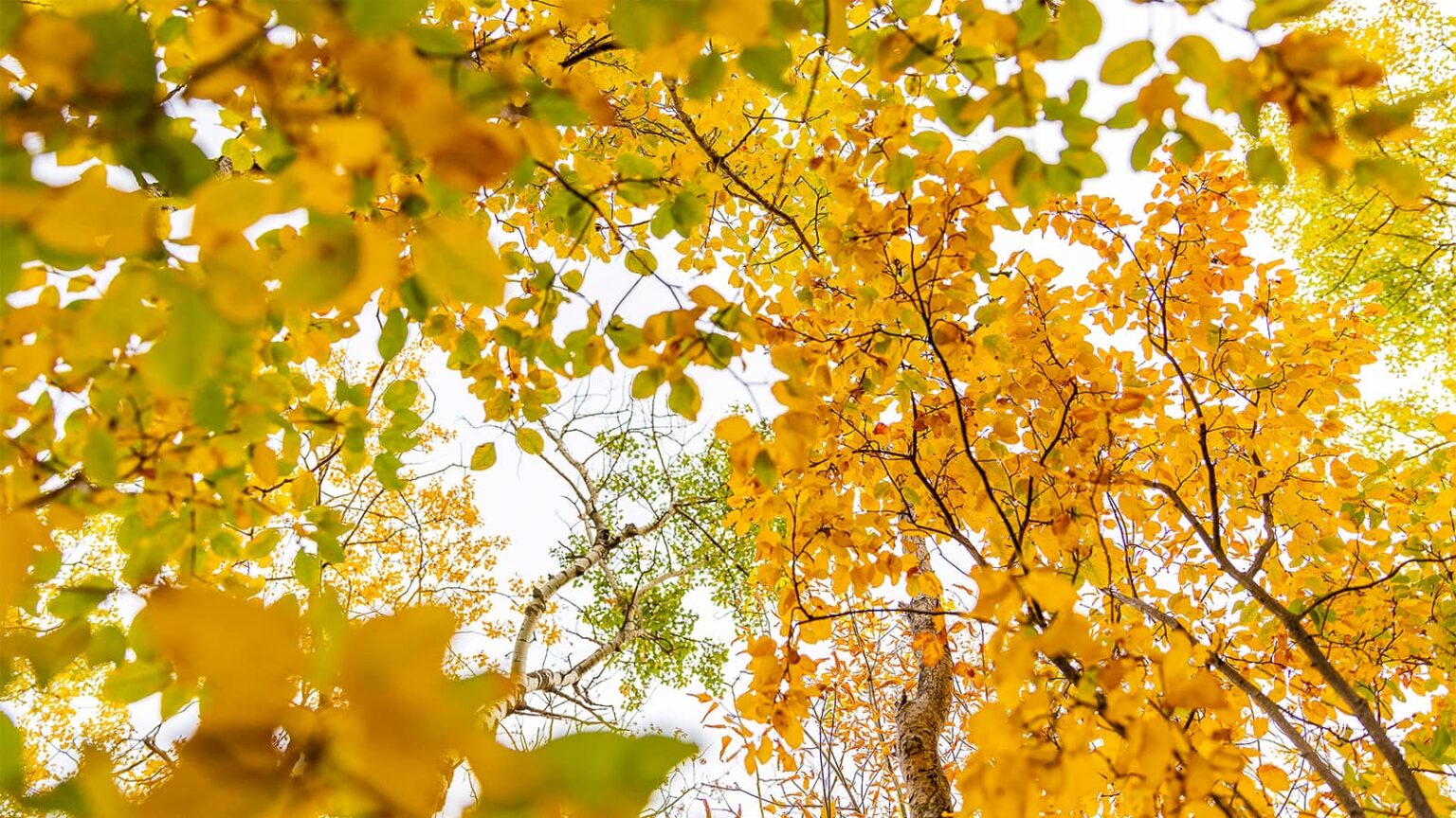 Study Reveals Why Small-City Residents Embrace Tree Planting