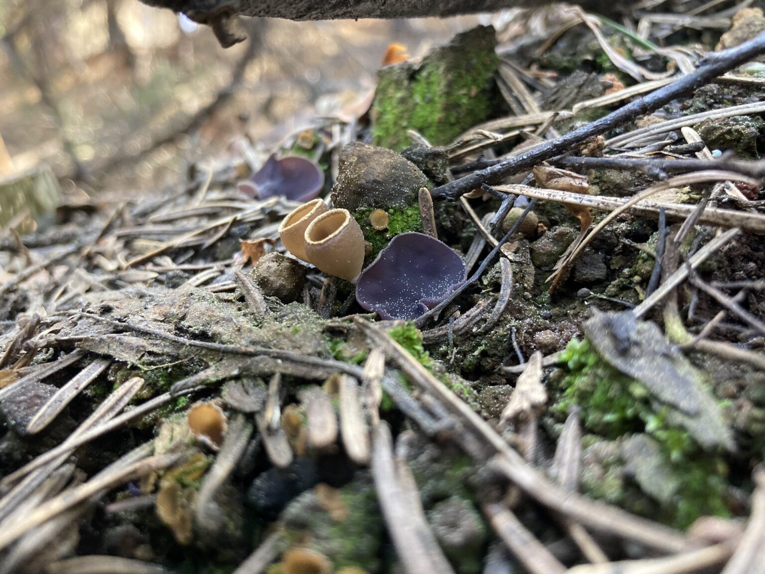 Urgent Update: Fire-Loving Fungi Emerge to Revive B.C. Forests