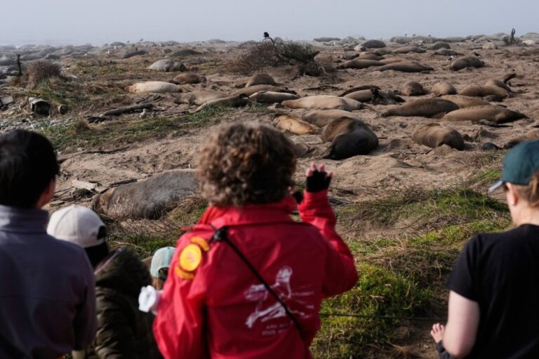 Elephant Seals Return to Año Nuevo State Park for Winter Spectacle