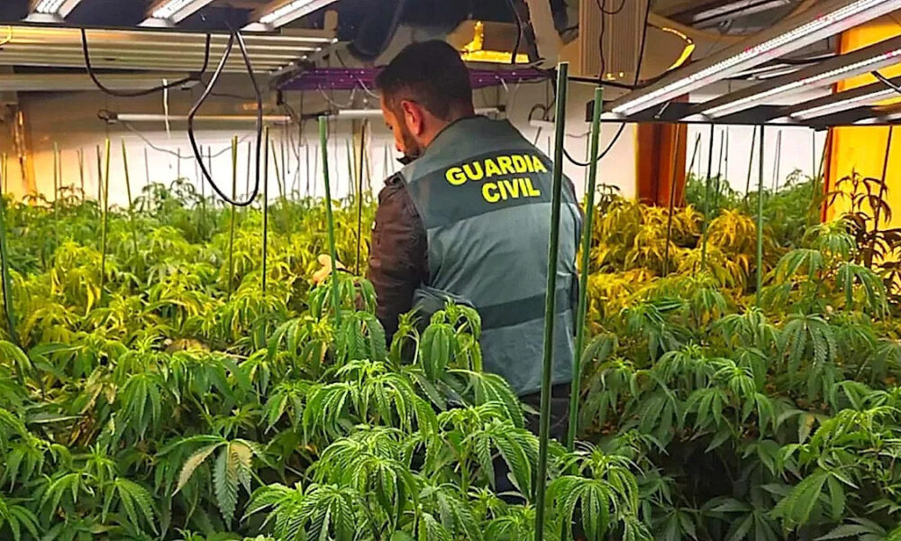 Spanish Police Seize Over 1,500 Marijuana Plants in Major Raid