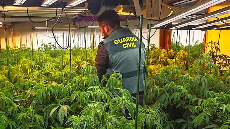 Spanish Police Seize Over 1,500 Marijuana Plants in Major Raid